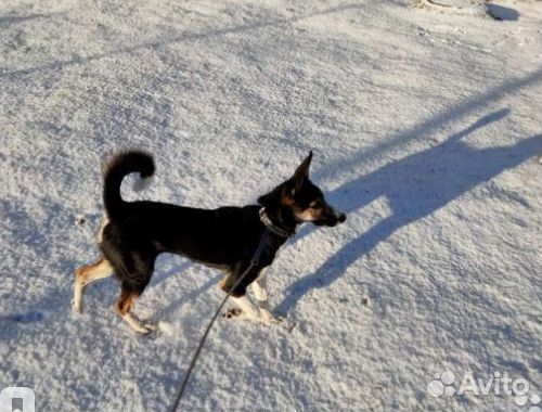 Собака бордерколли Оборудована глонасс / GPS дут