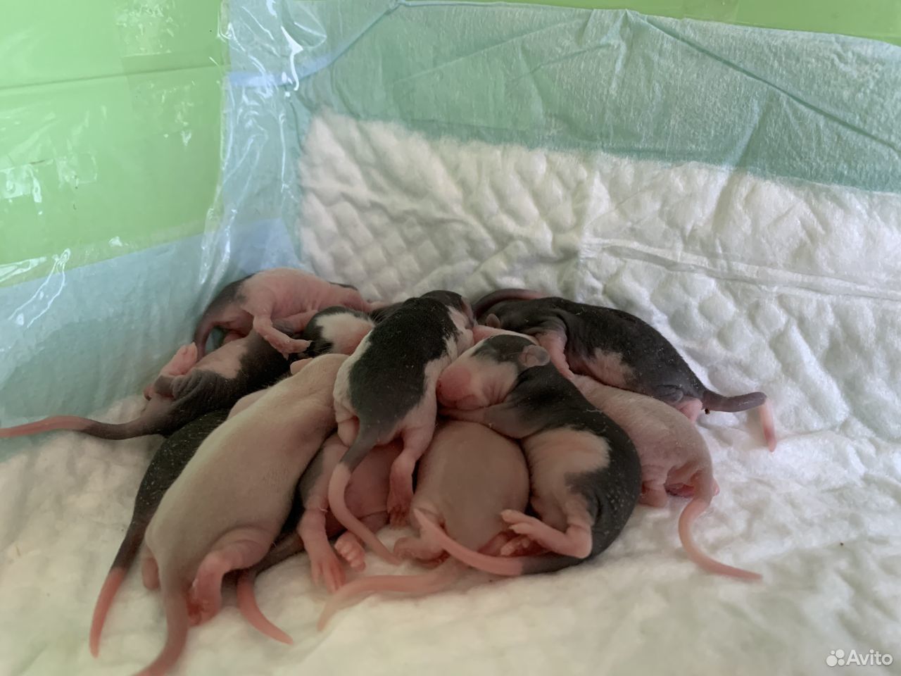 Кудрявые крысы (дамбо/стандарт )