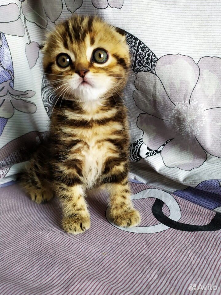 Шотландский вислоухий тигренок