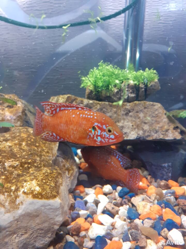 Продам мальков хромисов красавцев 3-3.5см активные