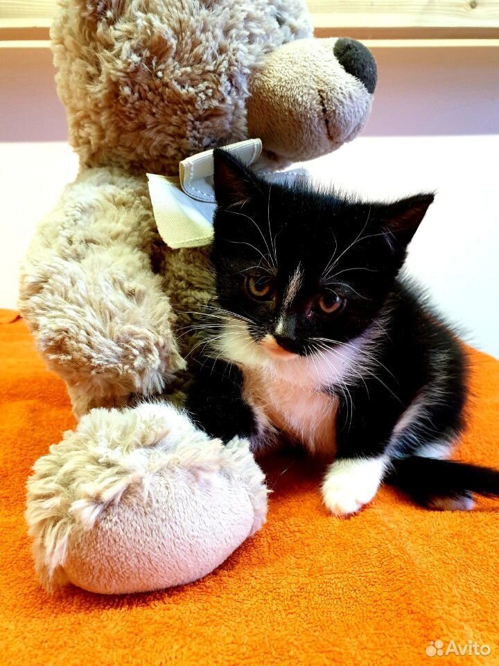 Малышка Маркиза ищет маму