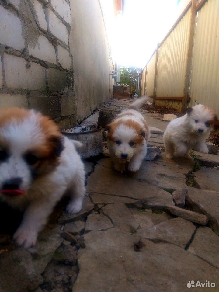 Пушистики в добрые руки