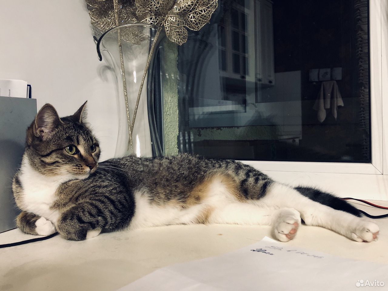 Кошечка Муля