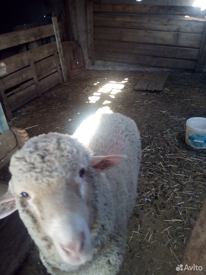 Баранчик.1год