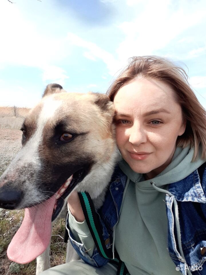 Пёс Миша в добрые руки