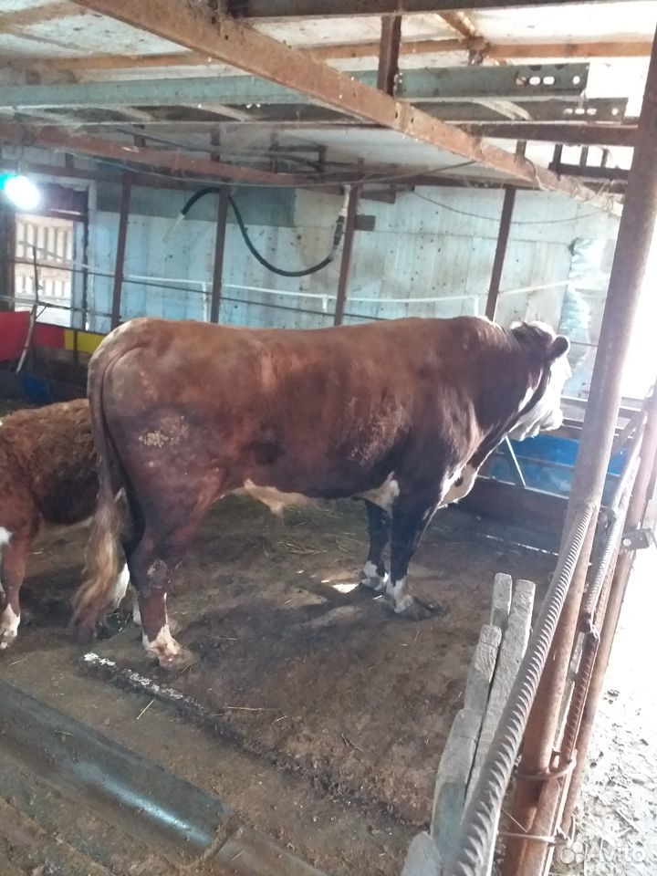 Бык и телка породы Герефорд