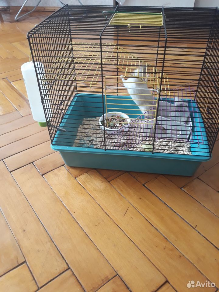 Продаю двух крысок вместе с клеткой