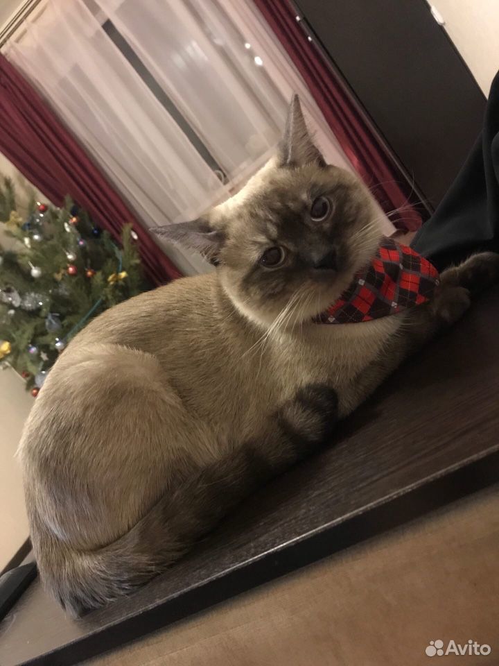 Кот Сэм