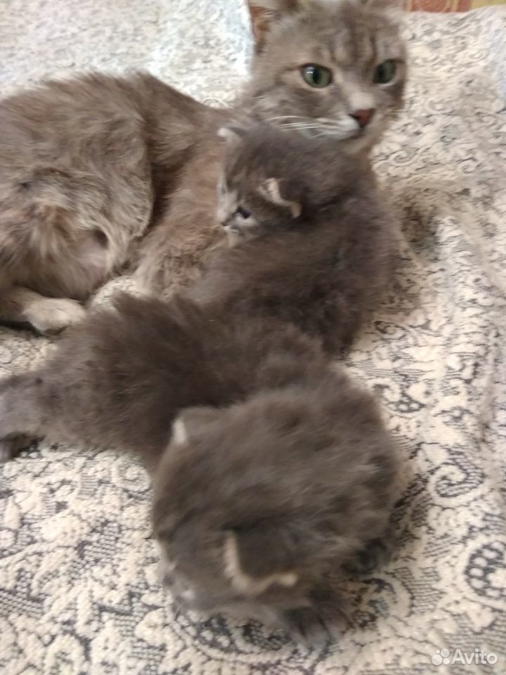 Отдадим котят
