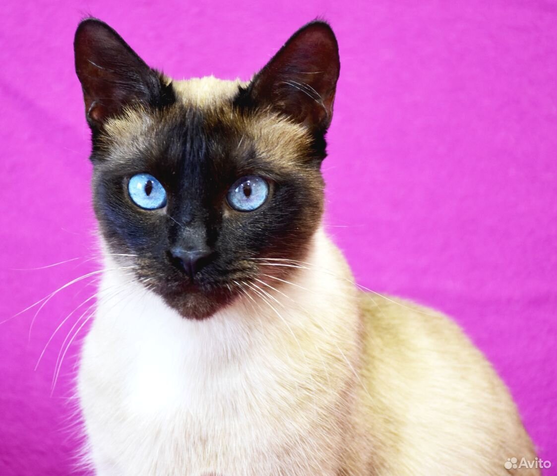 Кошка Наоми в добрые руки