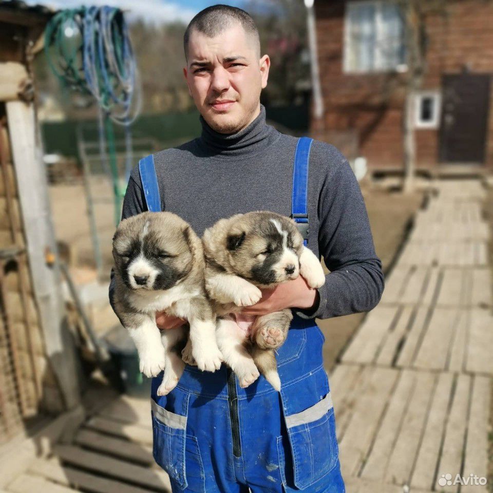 Собака
