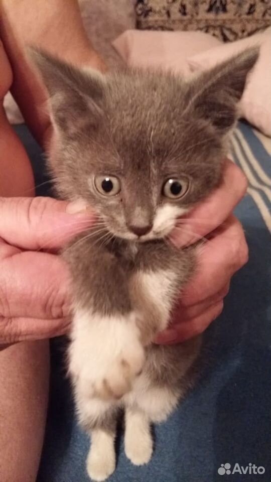 Прекрасный котенок ищет дом