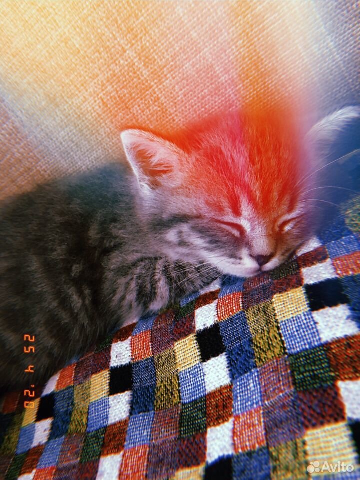 Британский котёнок