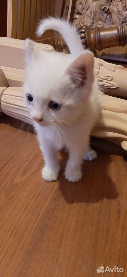 Три веселых котенка
