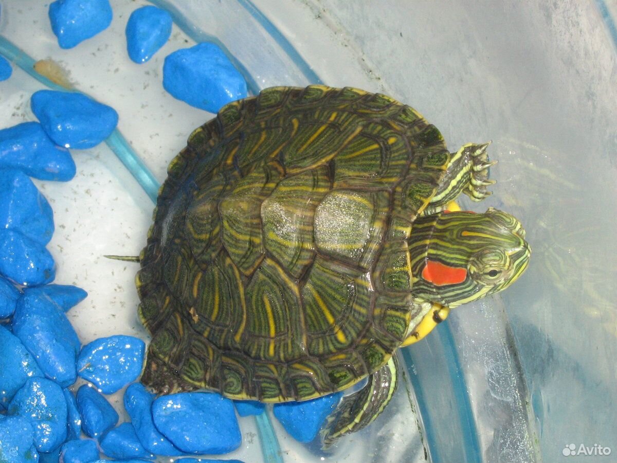 Красноухая Черепаха