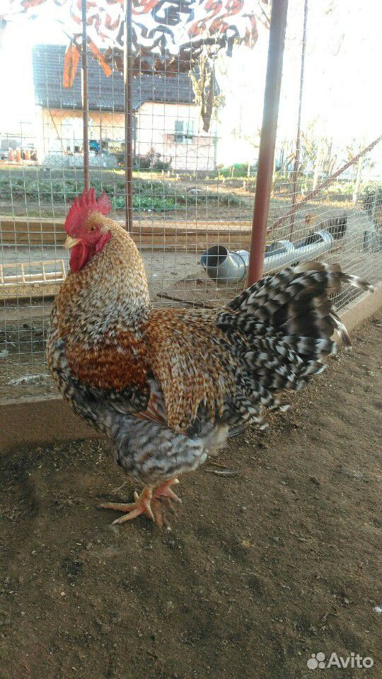 Инкубационные яйцо Билефельдеров