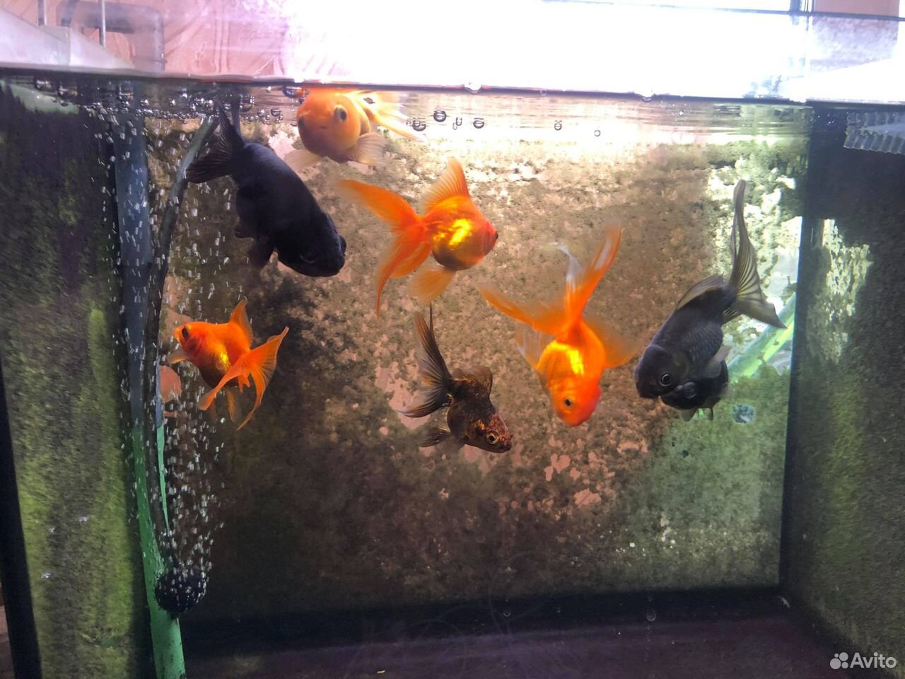 Золотые рыбки