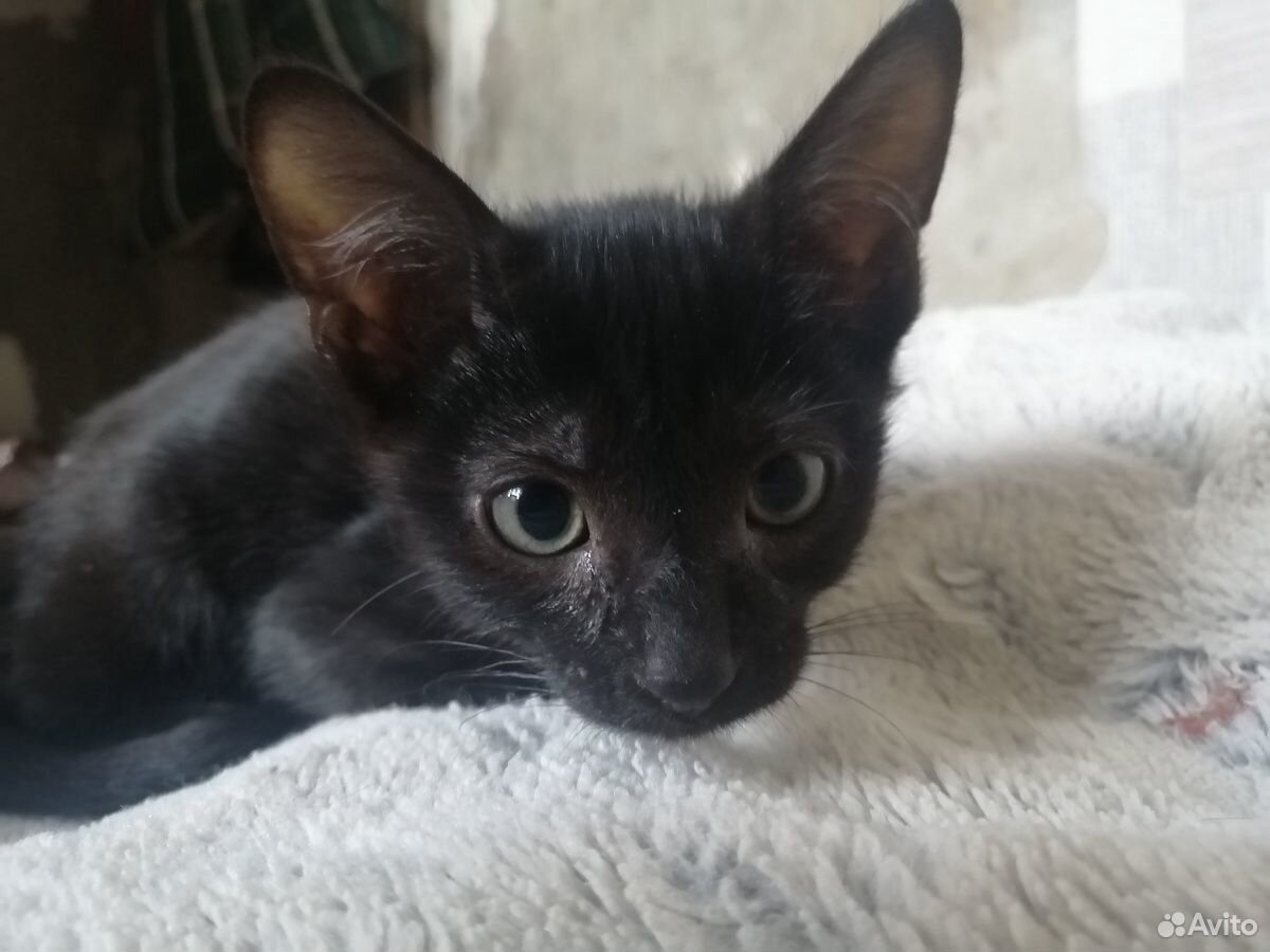 Кошка