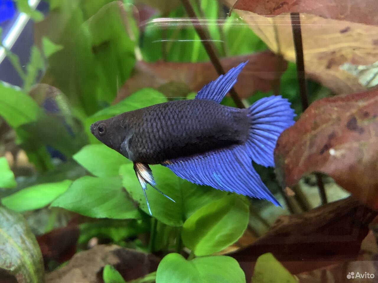 Курочки дельта и супер дельта