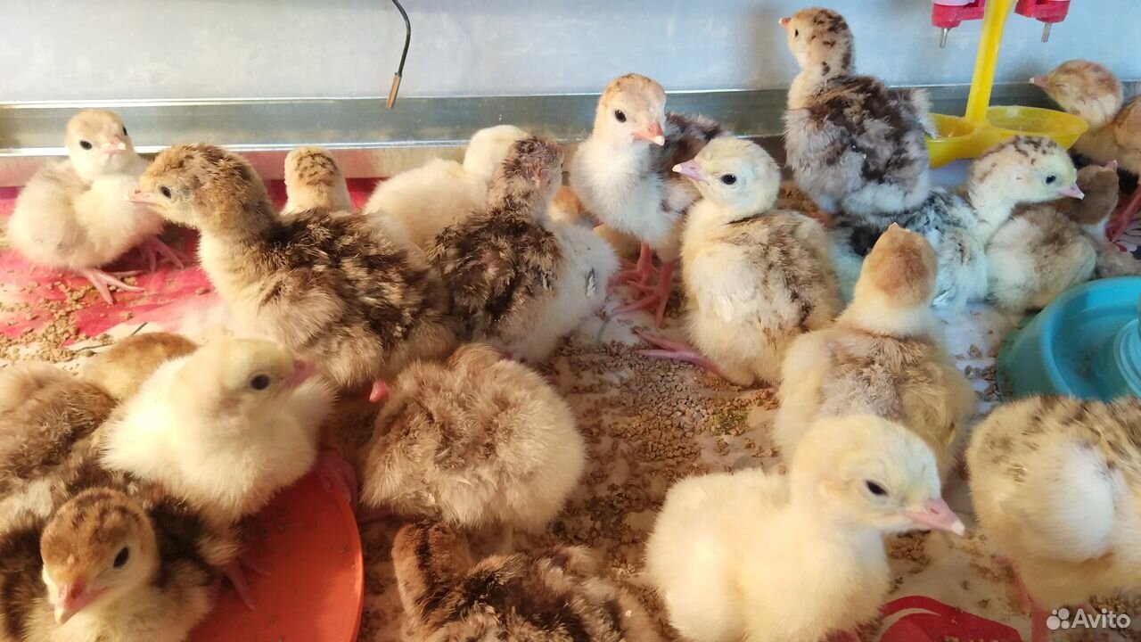 Индюшата цветные