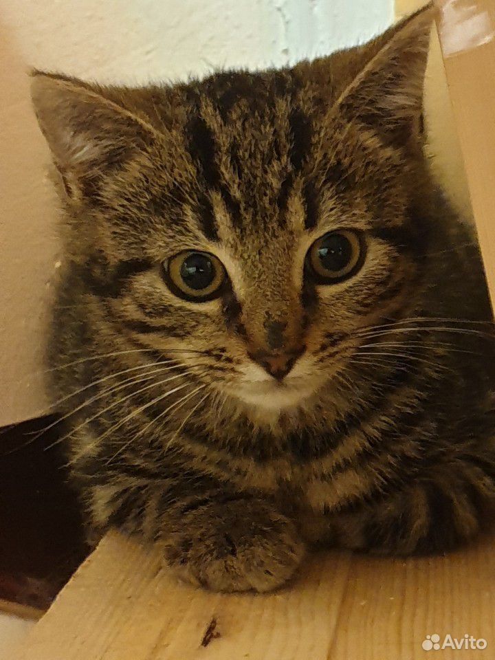 Маленькой девочке тигренку нужна мама