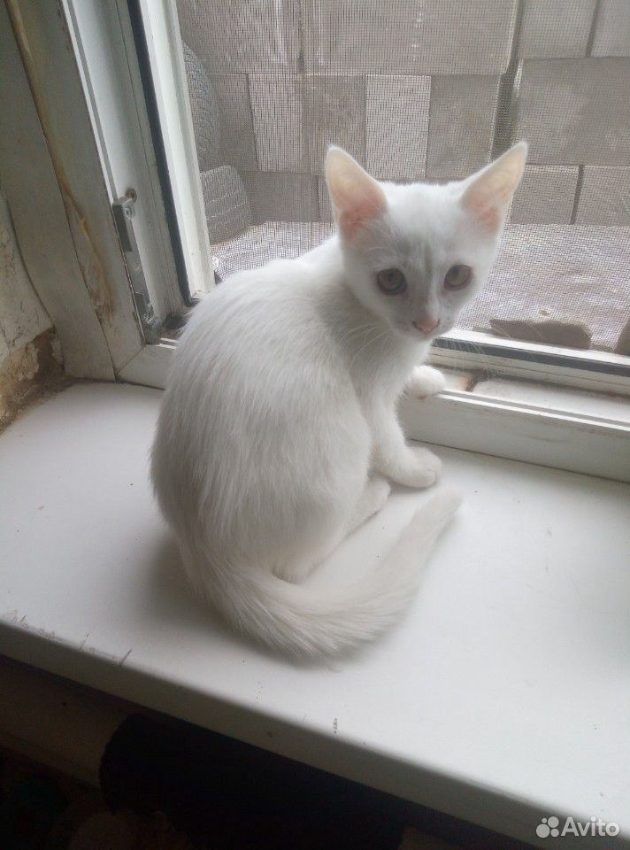 Отдам милых котяток в хорошие руки