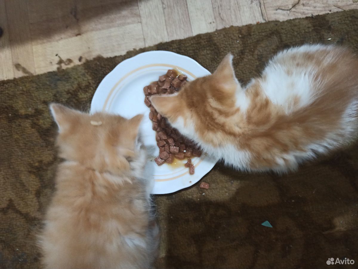 Отдам котяток в добрые руки