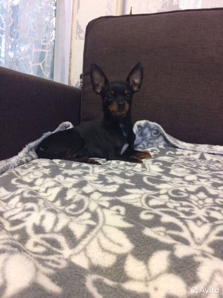 Пропала собака