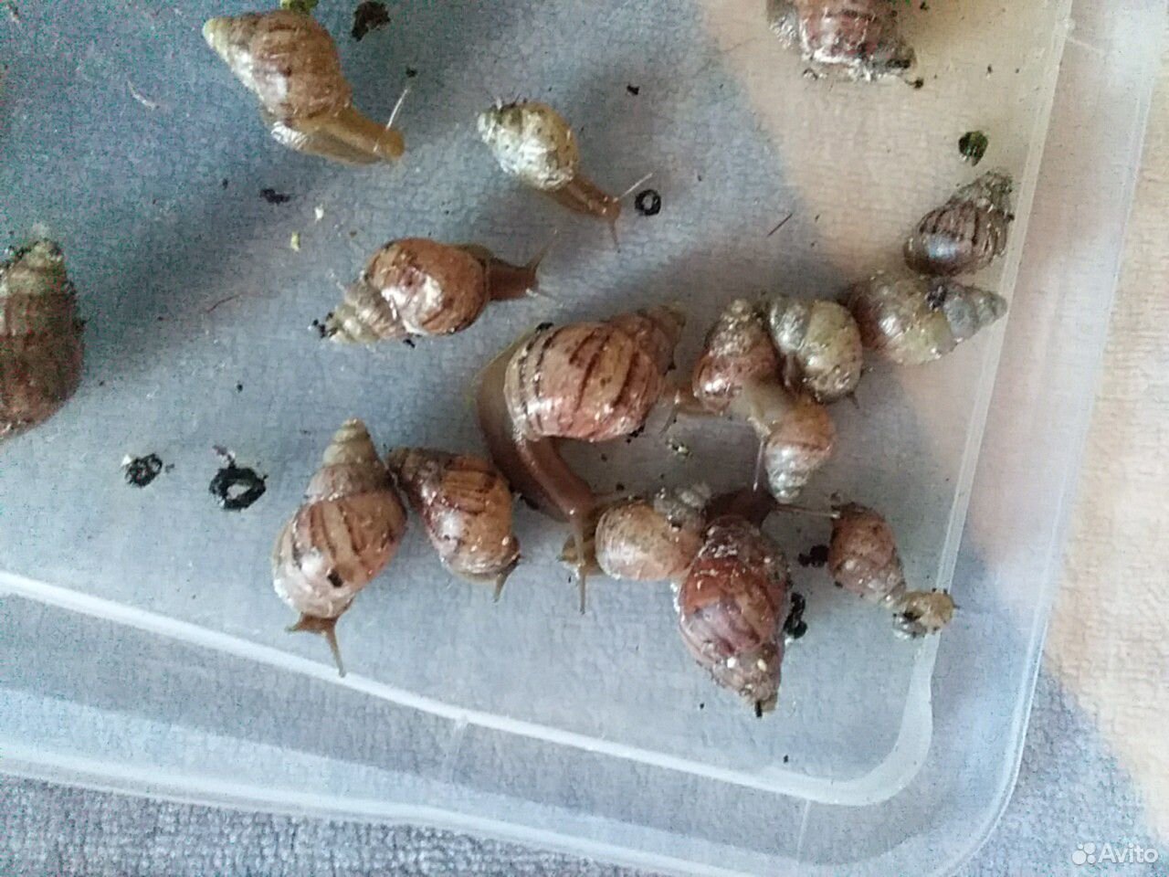 Улитка(ахатина) 4-5 фото родители. Породам малышей