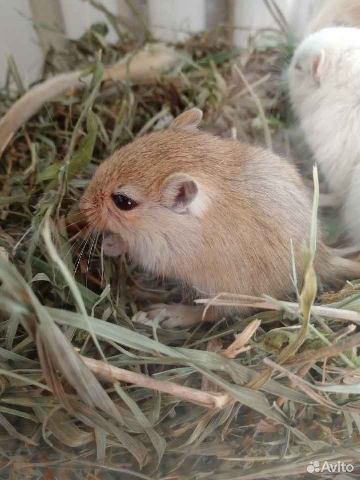 Песчанки 2 месяца