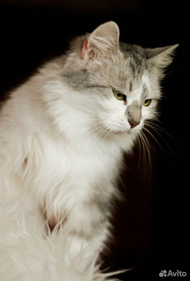 Кошка ищет дом