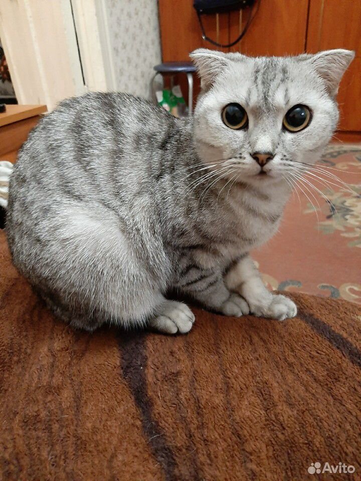 Британка