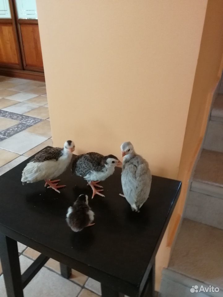 Цесарки, цесарята