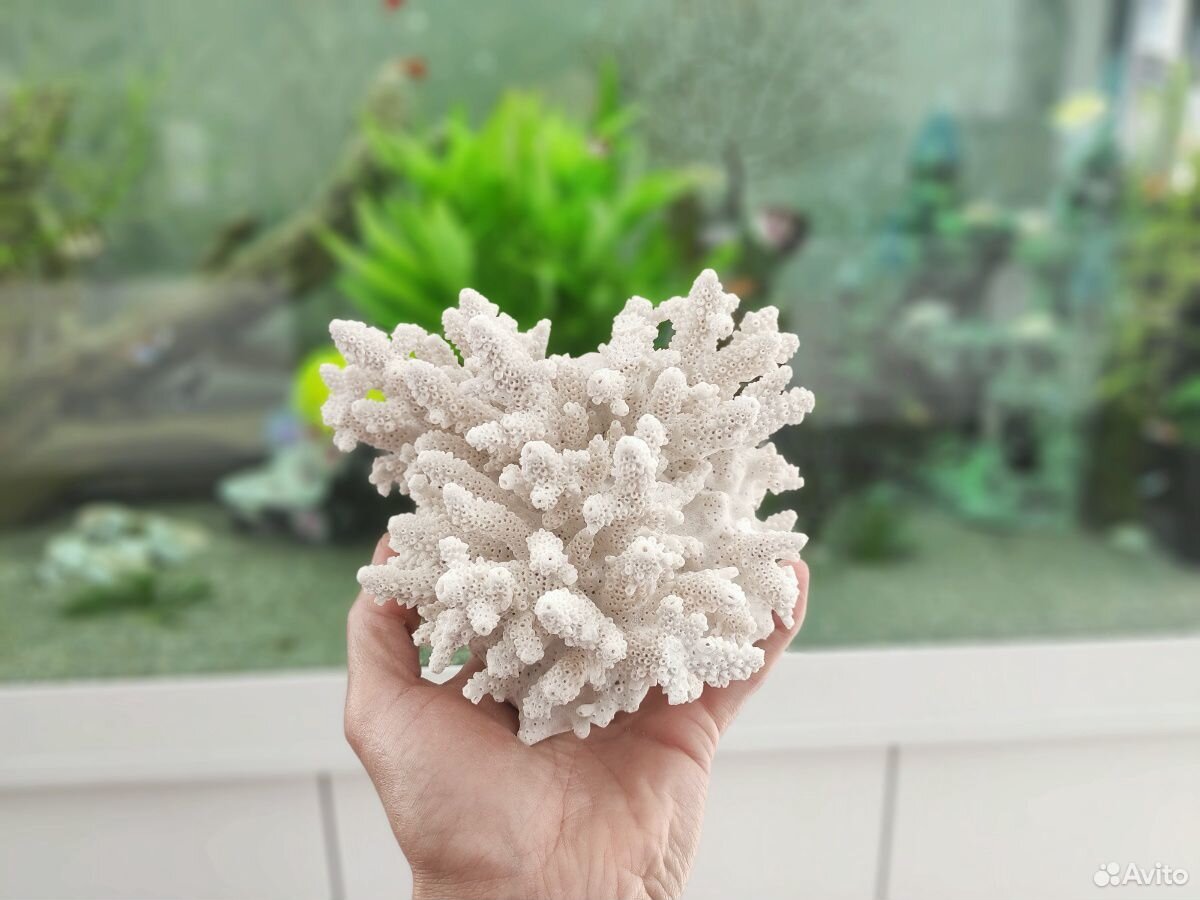 Натуральные кораллы и ракушка