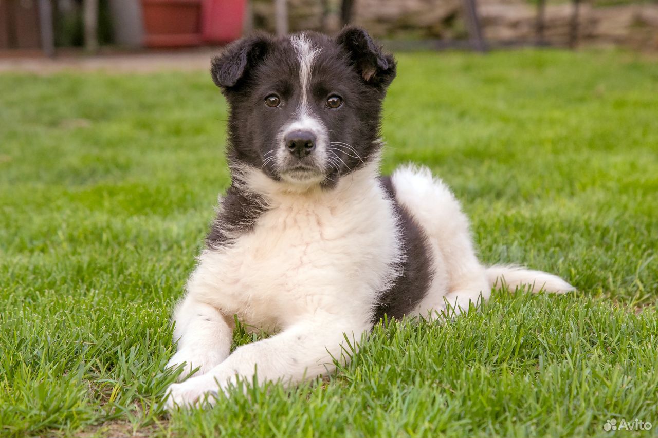 Щенок Фиеста 2,5 мес. Стерилизована и привита