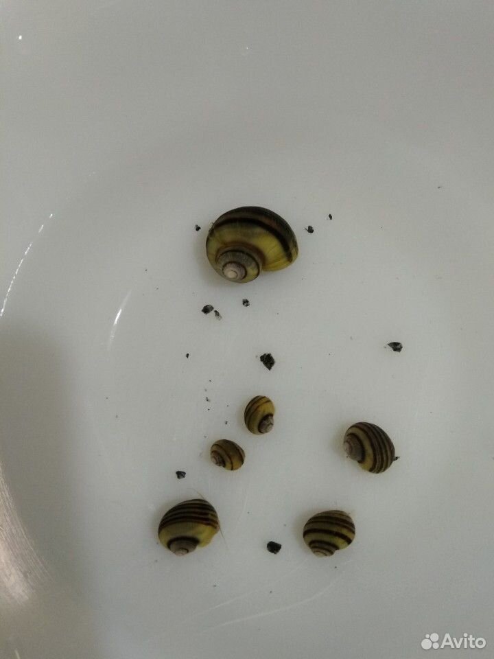 Улитки спикси