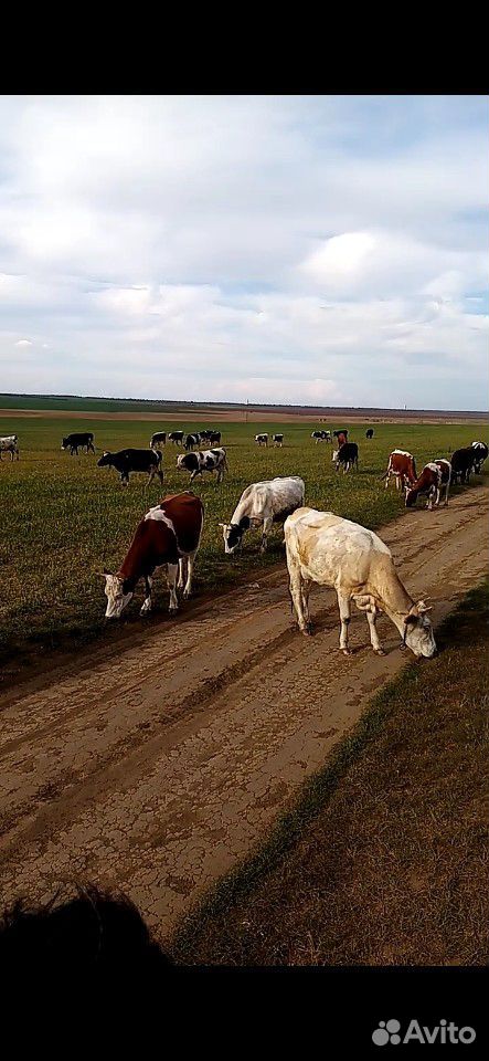Продаются коровы