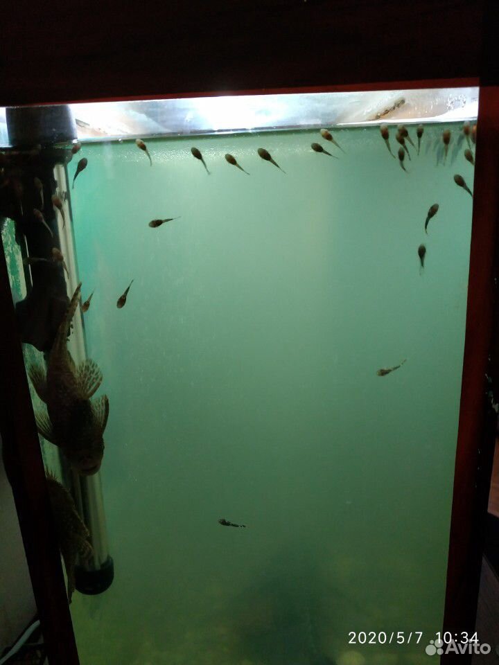 Продам сомов- анцитрусов