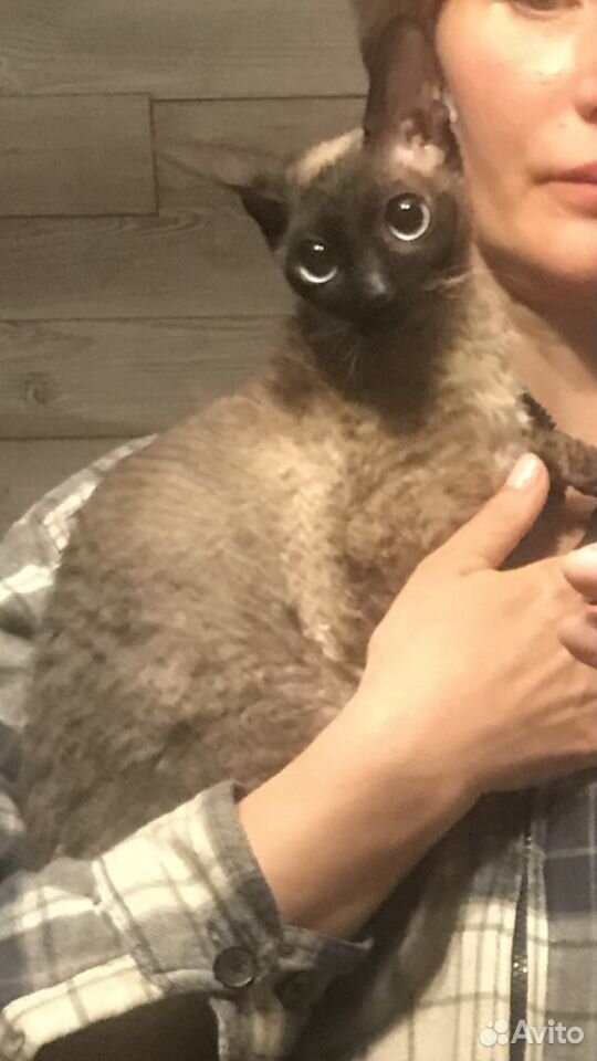 Кошка породу Корниш рекс