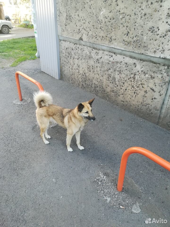 Помогите пристроить добрую собачку