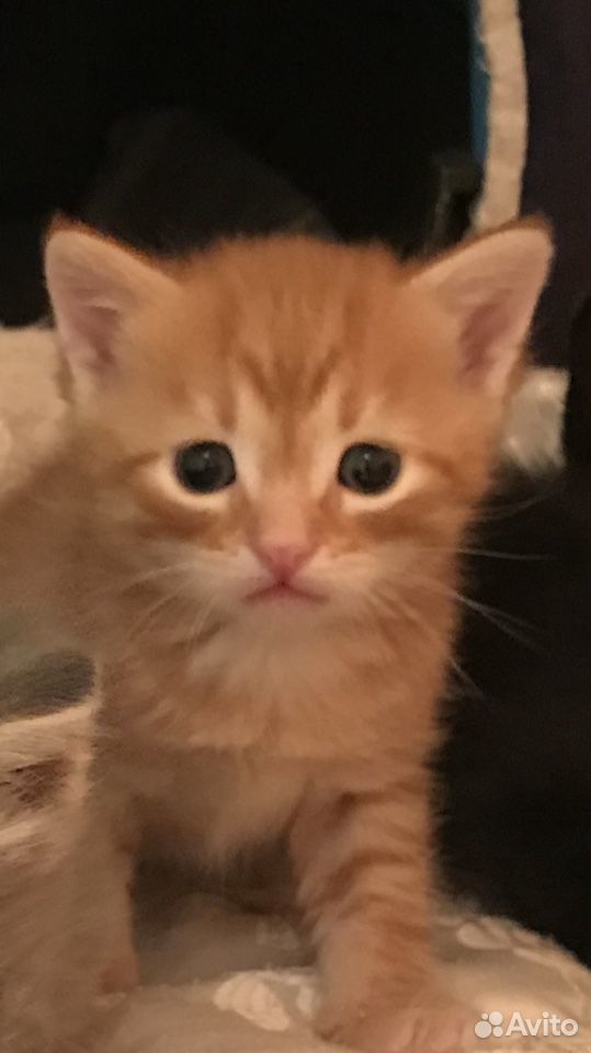 Котик