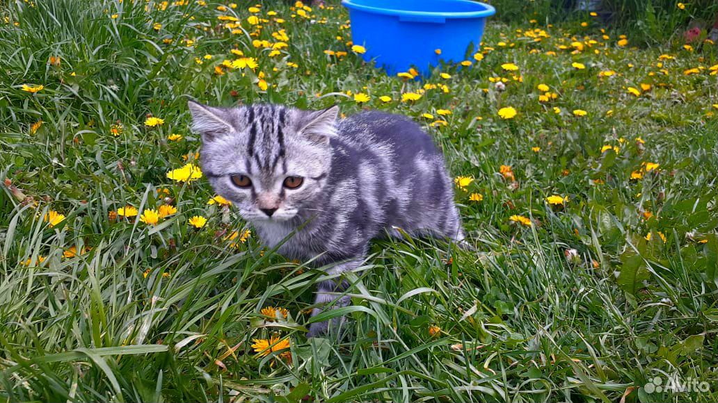 Шотландская кошка