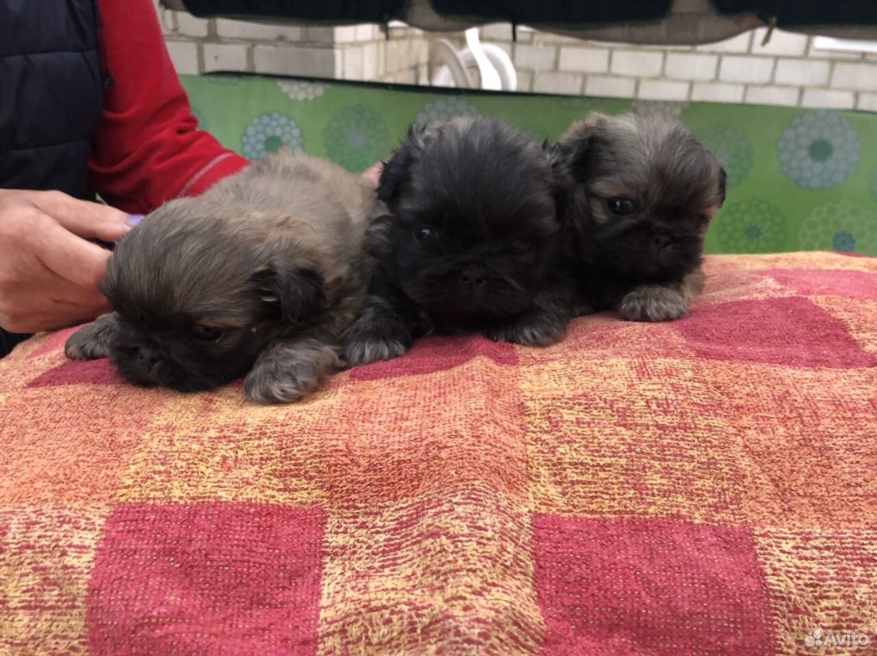 Щенки породы «королевский пекинес»