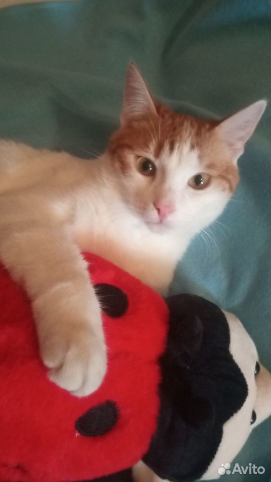 Кот Бусик, 18.07.2019 г.р., кастрирован. Передам д