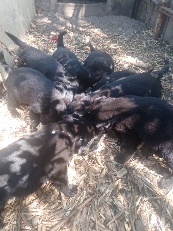 Отдам щенков помесь лабрадора с дворянином бесплат