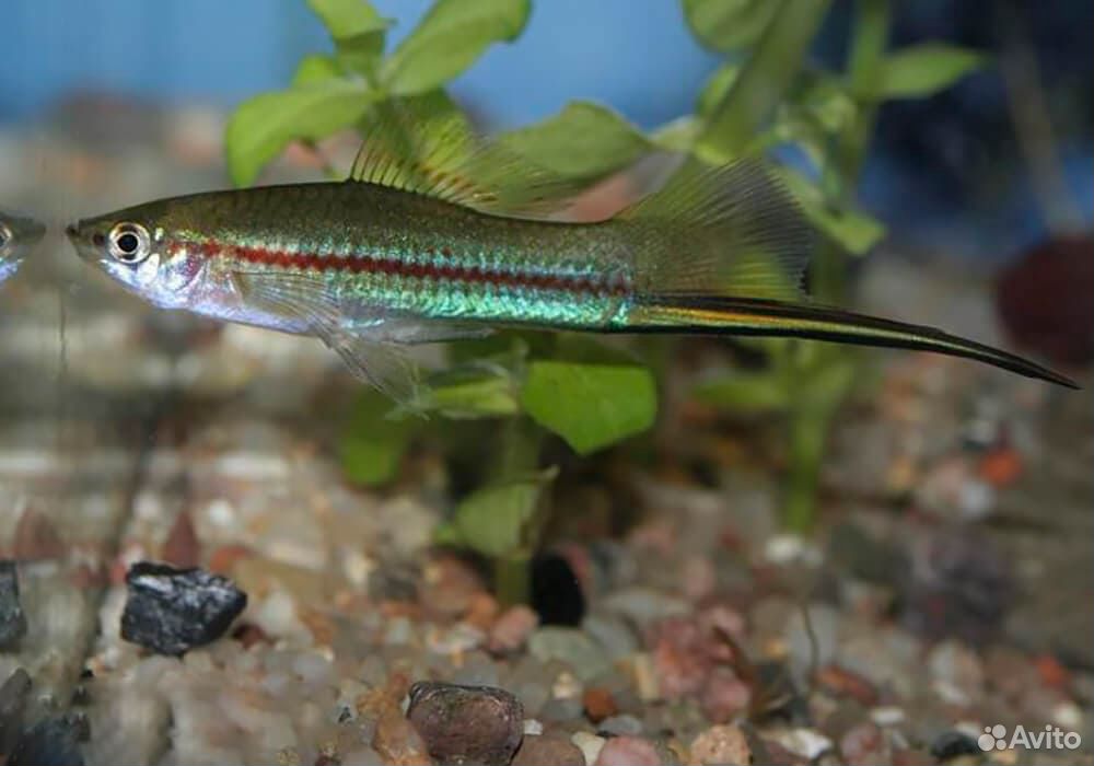 Зелёных меченосцев даром