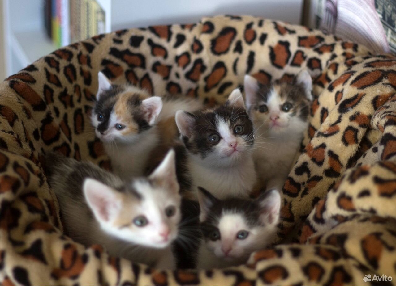 Котята (корзинка счастья)