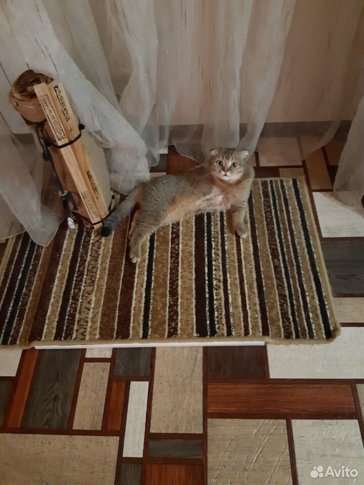 Кошка золотая шиншилла колор поит