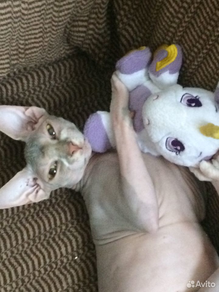 Канадский свинкс