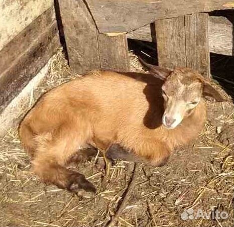 Козлята и коза-первогодка